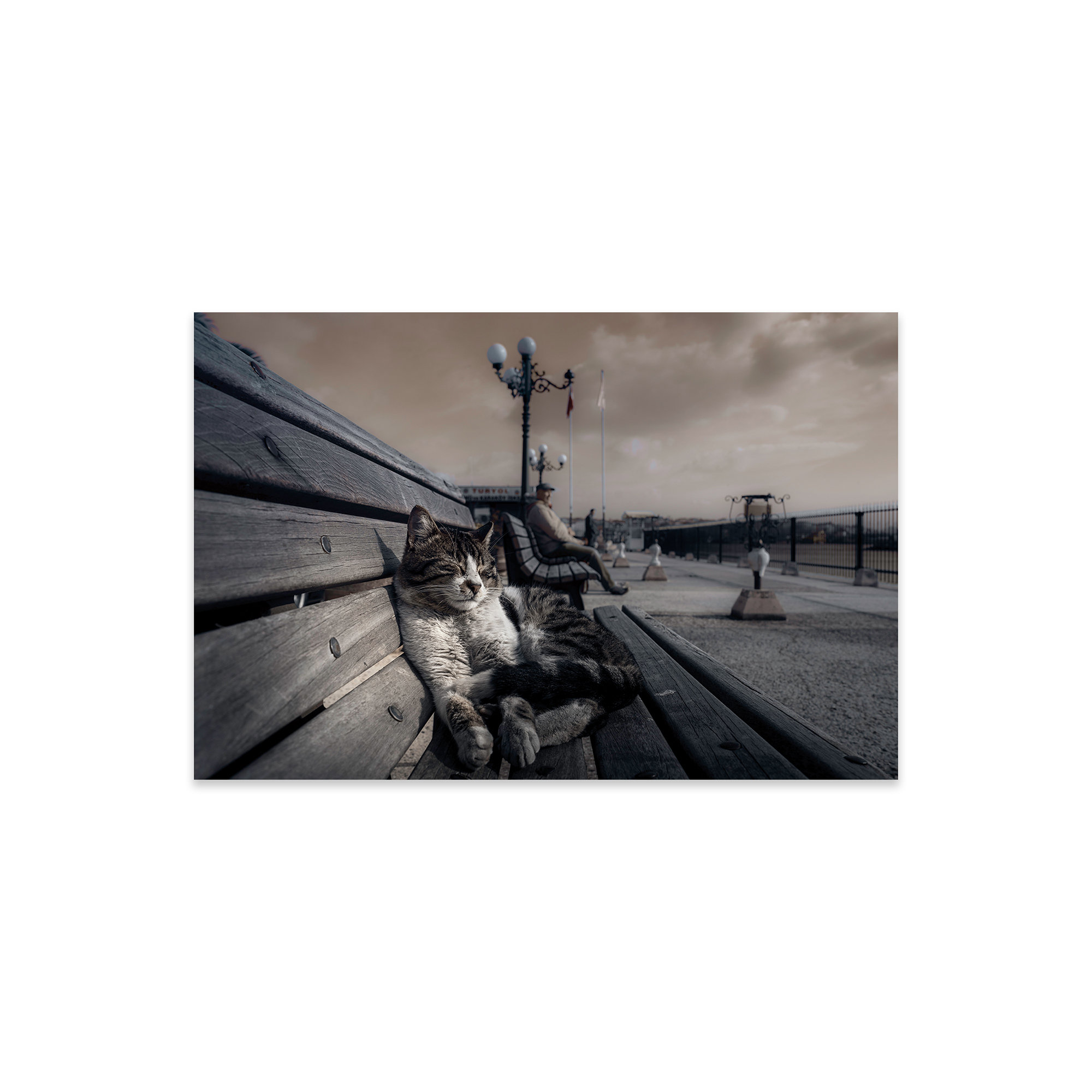 Latitude Run® Sluggard by Ahmet Mustafa Arvas - Unframed Print | Wayfair